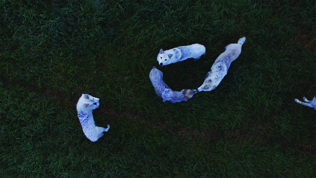 Wolves from Above - Internationales Frauen Film Fest